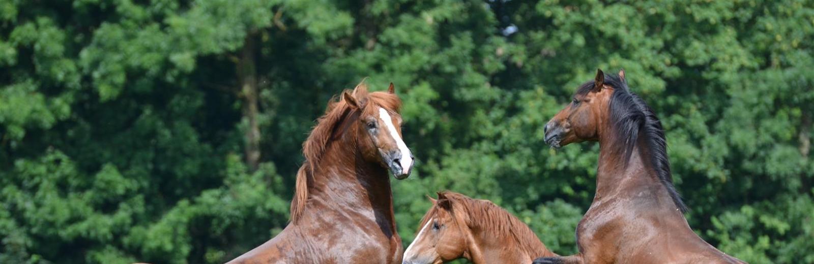 The Freiberger horse: 100% Swiss | House of Switzerland