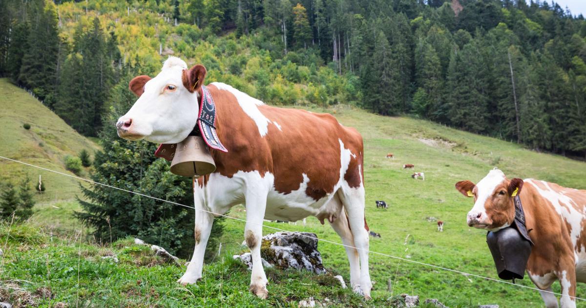 Switzerland's iconic cow | House of Switzerland